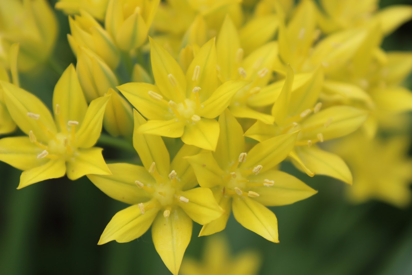 Allium Moly - Yellow Allium Flowers